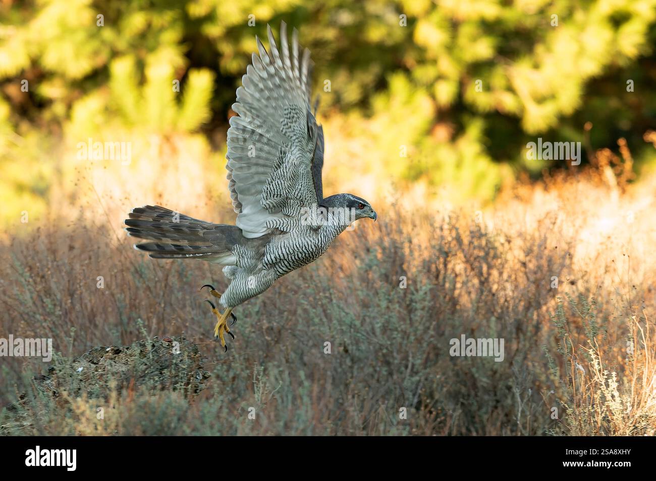 Female Northern Goshawk in flight in the last light of a January ...