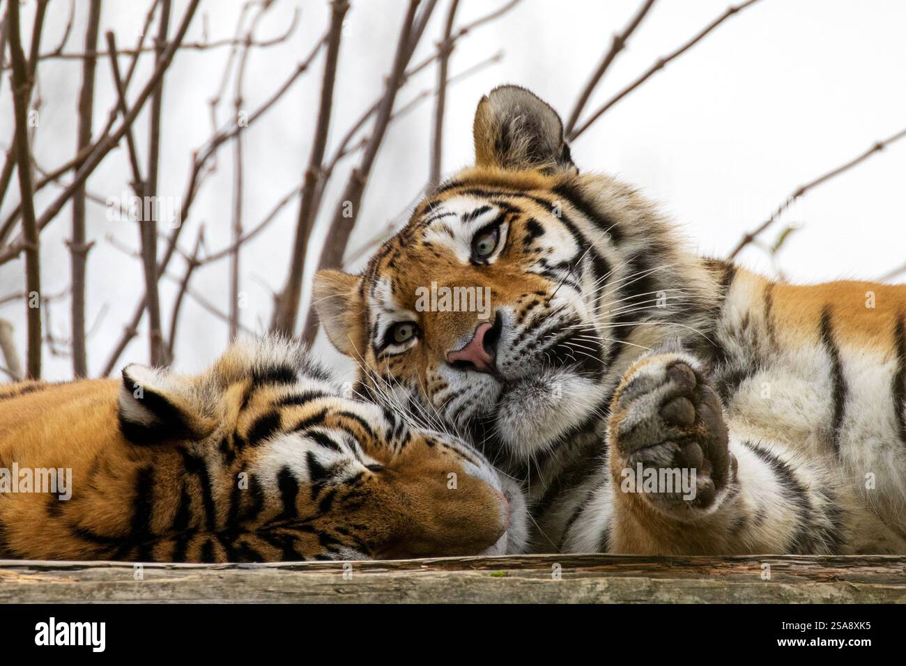 Pair of Siberian or Amur tigers resting . This endangered species of ...