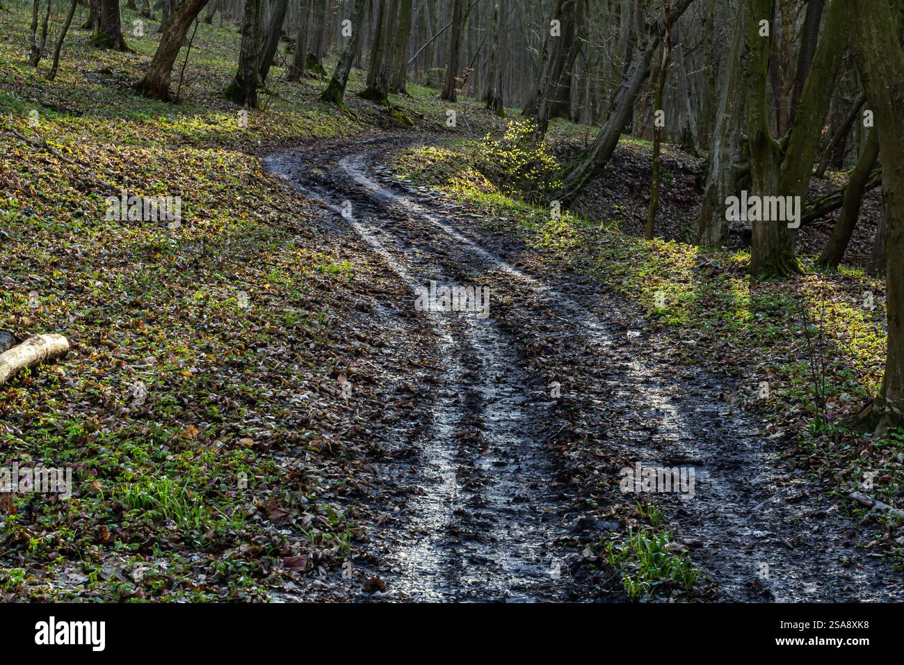A winding dirt path cuts through a tranquil forest, surrounded by trees ...