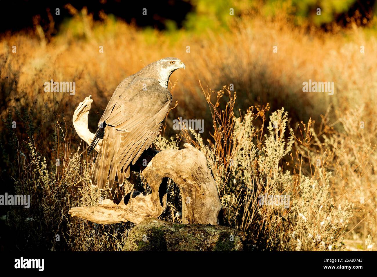 Female Northern Goshawk in flight in the last light of a January ...