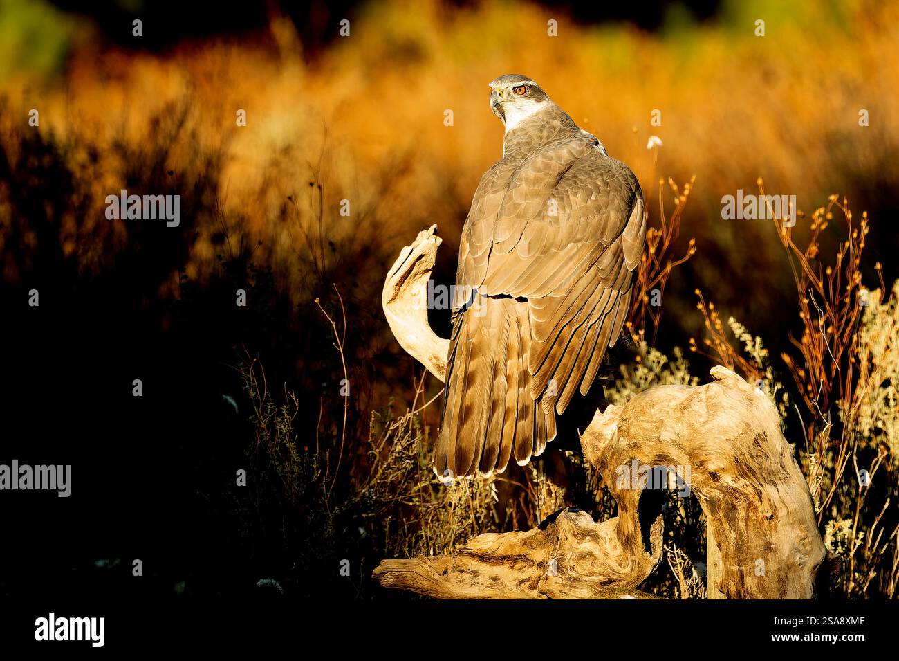 Female Northern Goshawk in flight in the last light of a January ...