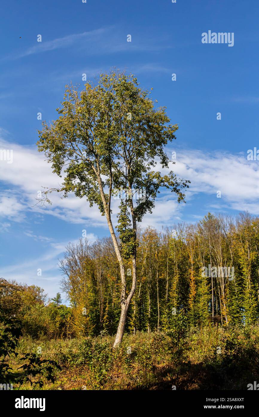 A tall tree towers above the landscape, its leaves showcasing vibrant ...