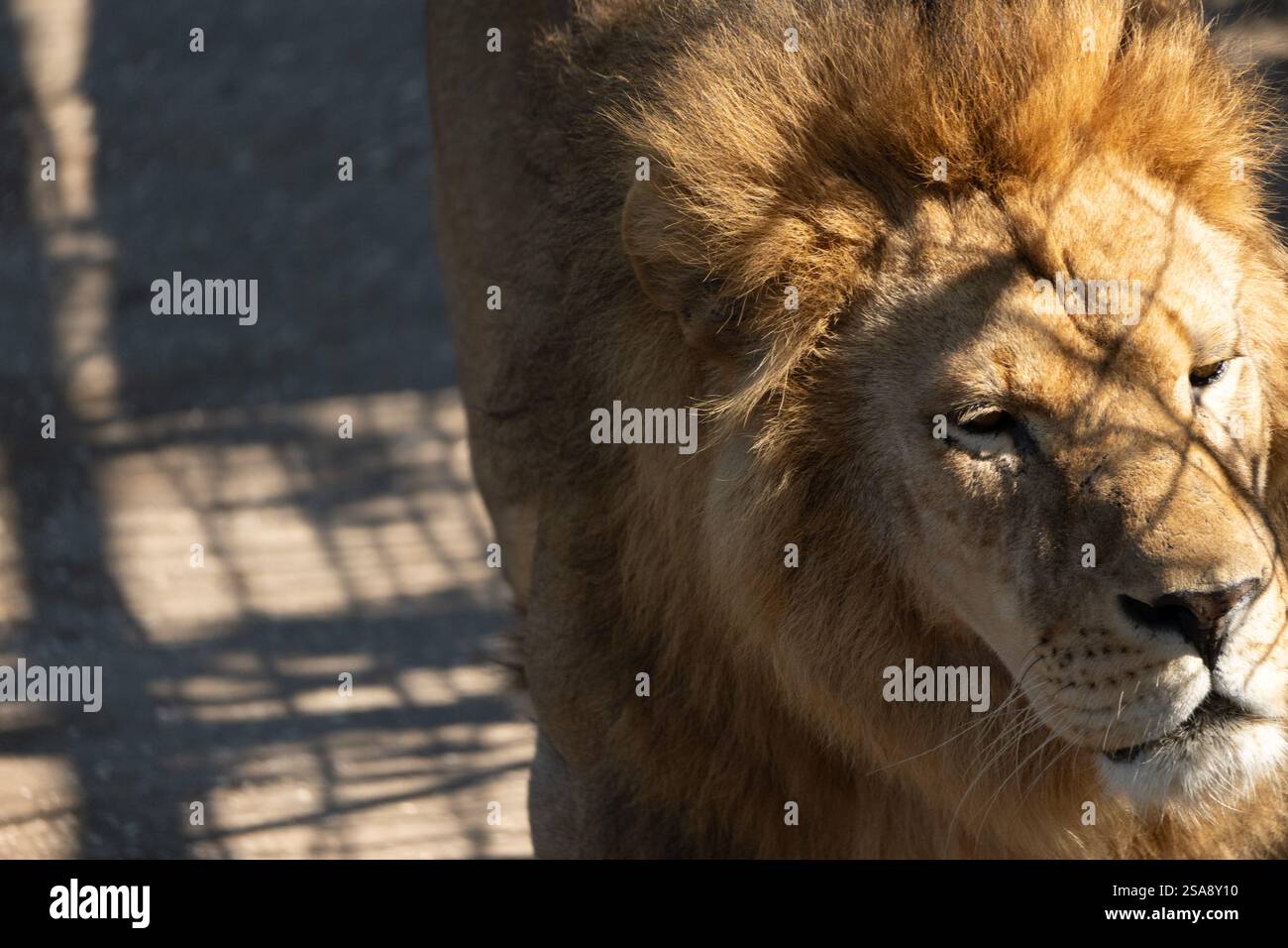 Lion Enclosure Zoo Animal Captivity Stock Photo - Alamy