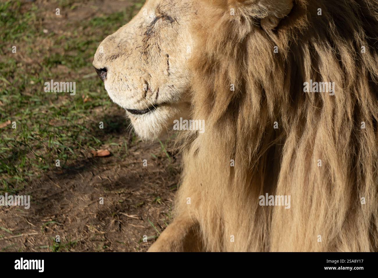 Lion Portrait Grass Closeup - A white lion's close-up profile shot in a ...
