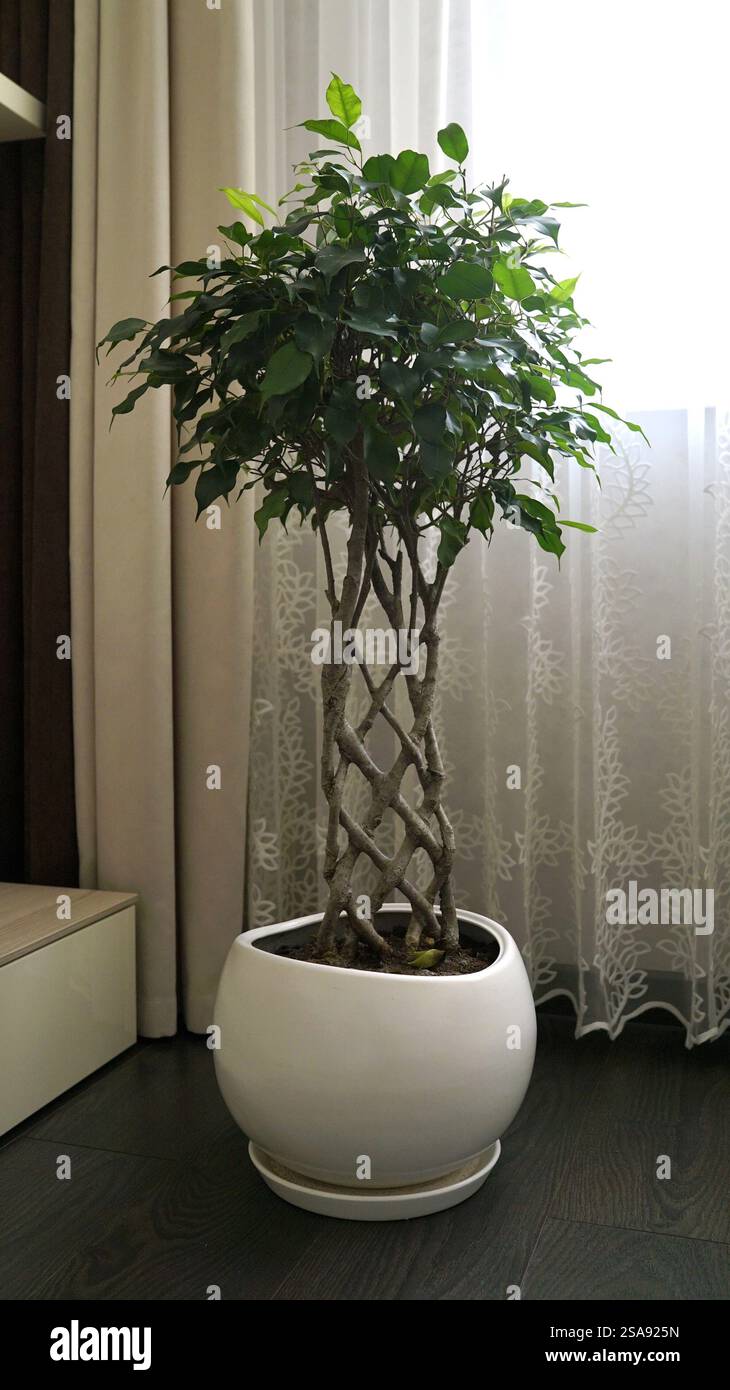 Lush ficus Benjamin plant with braided stems stands in an elegant white ...