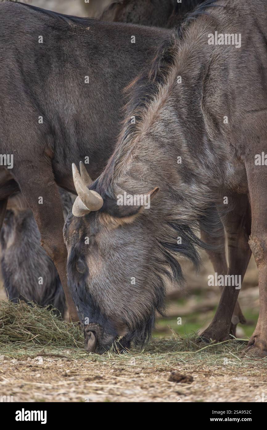 blue wildebeest, close-up, eating Stock Photo - Alamy