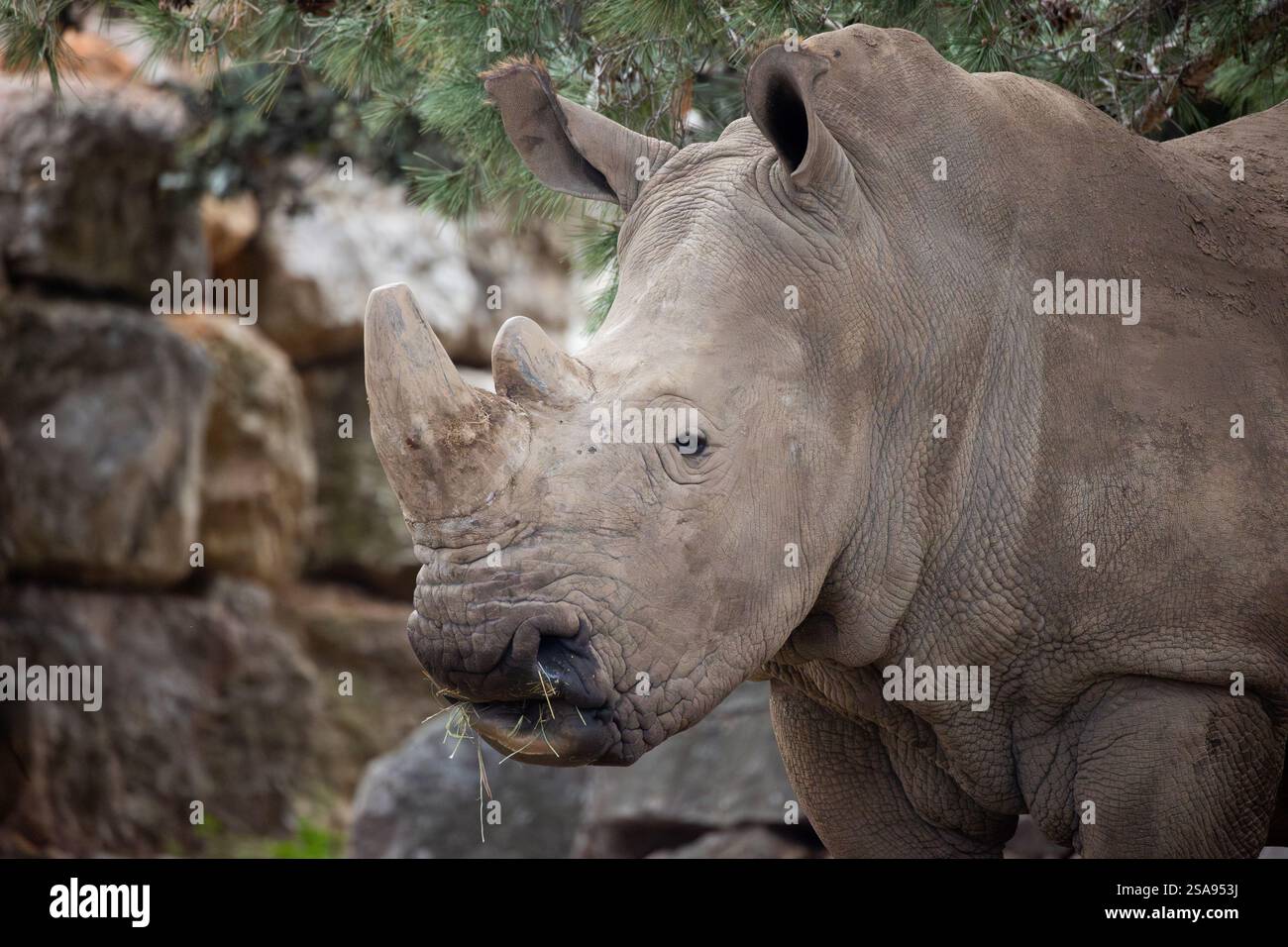 rhinoceros, close-up, in an animal park Stock Photo - Alamy