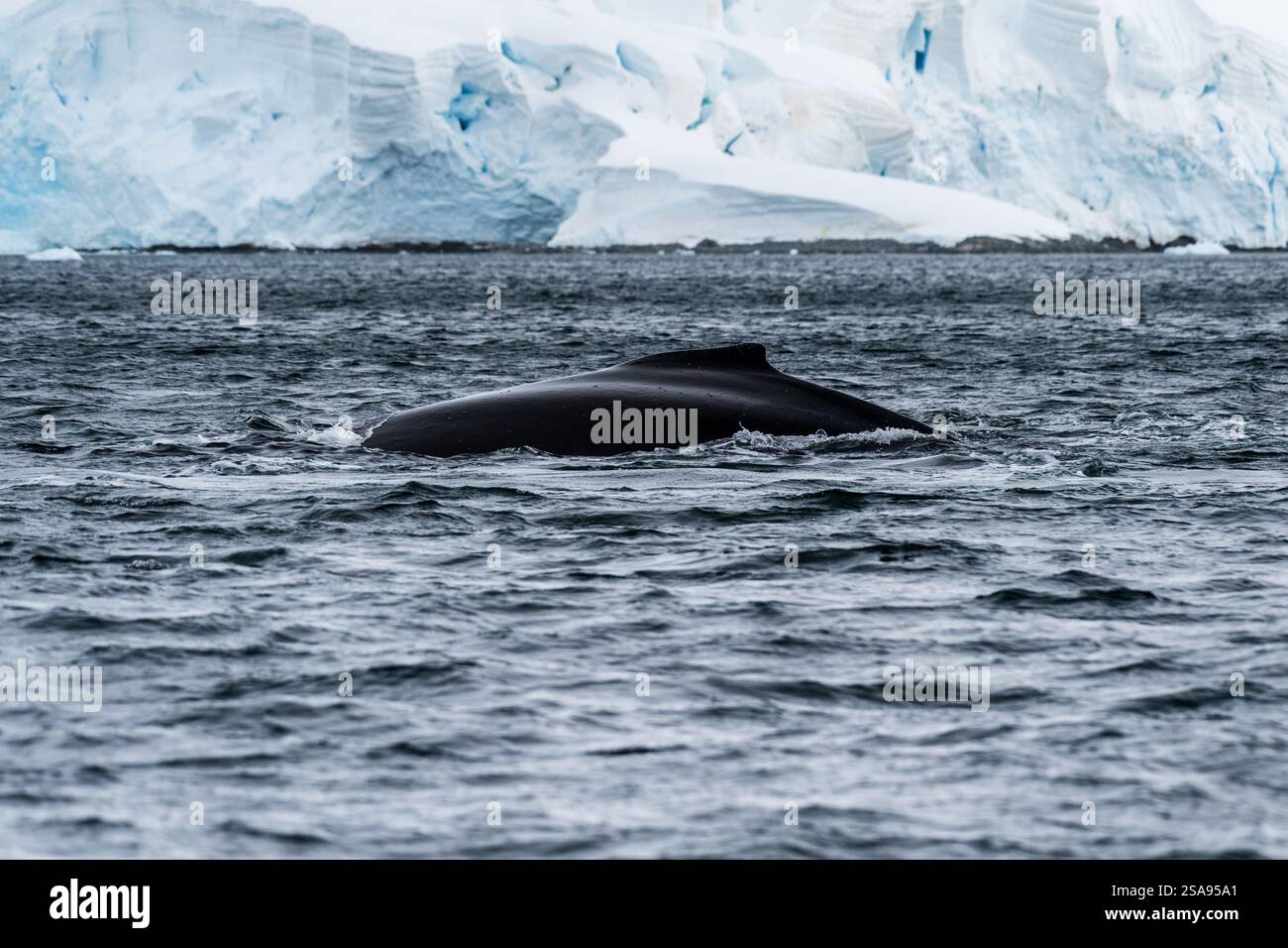 Close-up of the back of a diving humpback whale -Megaptera novaeangliae ...
