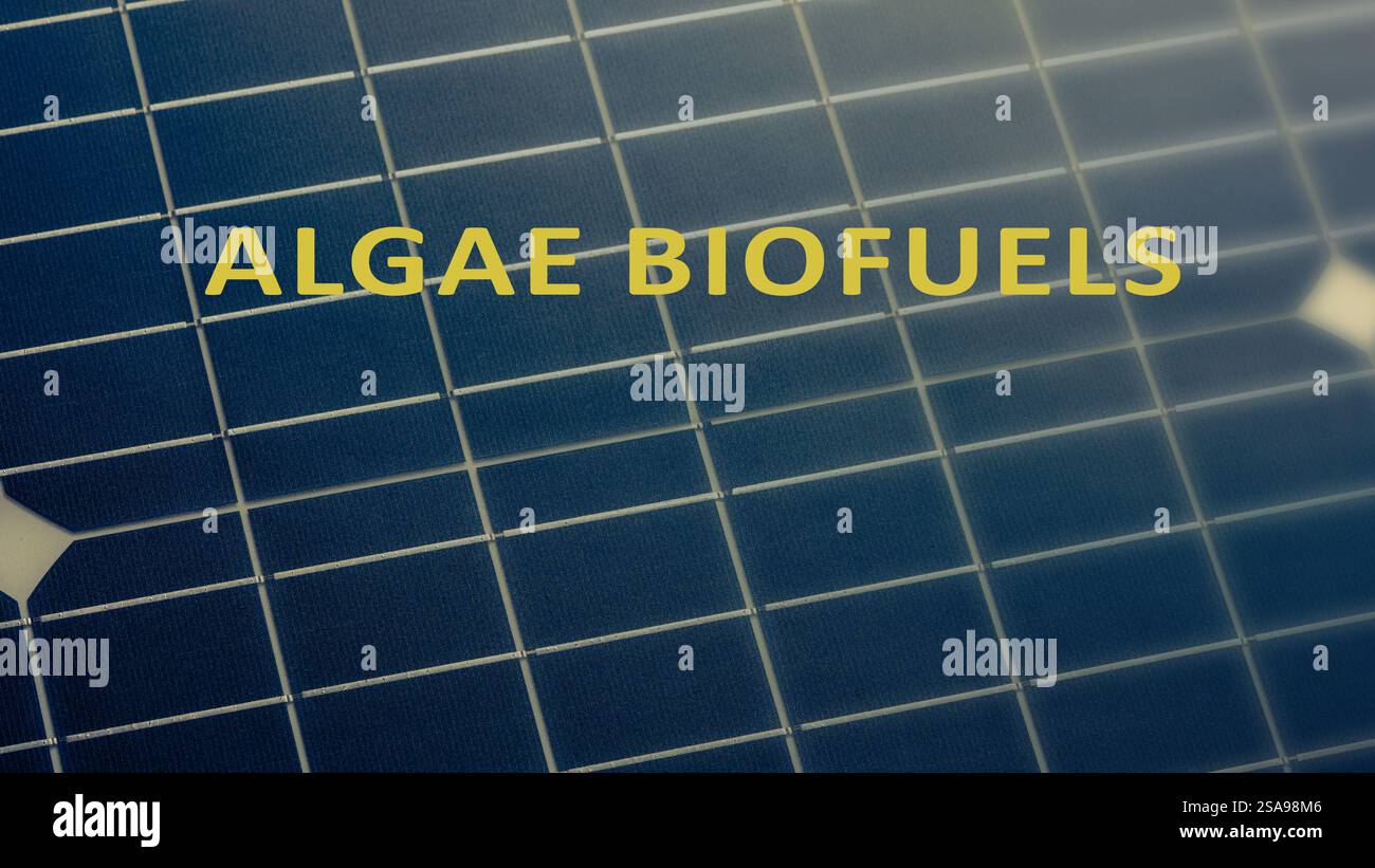 Algae Biofuels Producing biofuel from algae, which grows quickly and ...