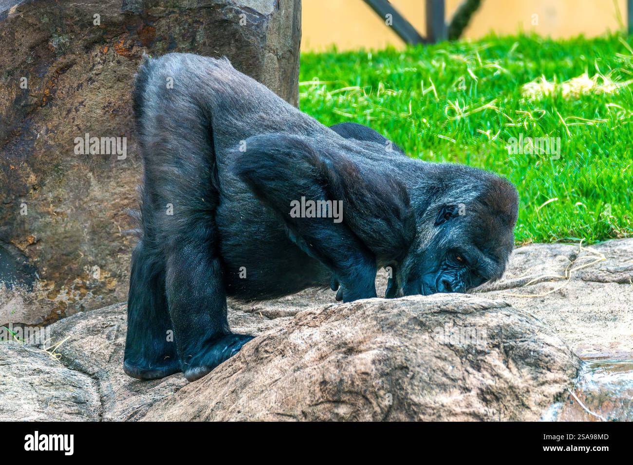 The western lowland gorilla is the smallest subspecies of gorilla Stock ...