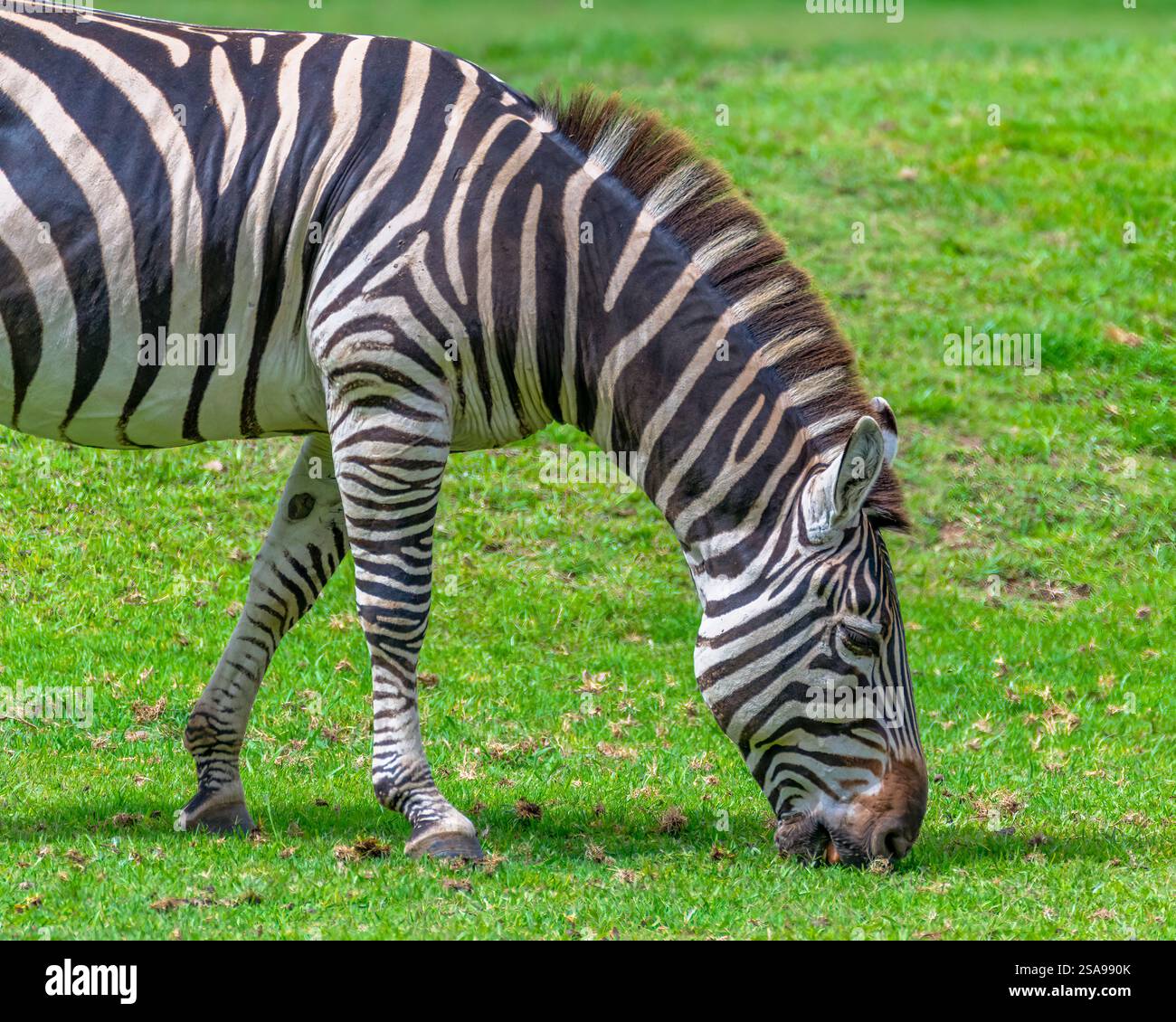 The Plains Zebra is also known as the Common Zebra. All Zebras have ...