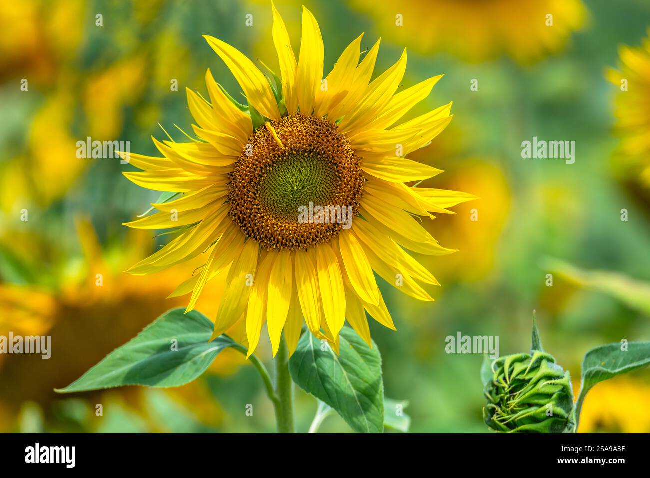 Big, bold and beautiful sunflowers on a farm at Hobbys Yards, Central West, NSW, Australia Stock ...