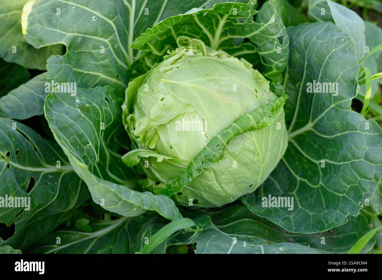 Cabbage head and leaves damaged by pests, close-up, growing in open ...