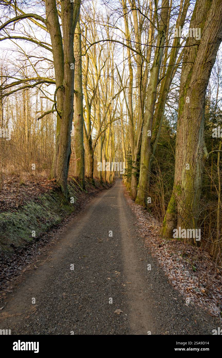 A scenic pathway through an autumn tree alley, lined with tall trees ...