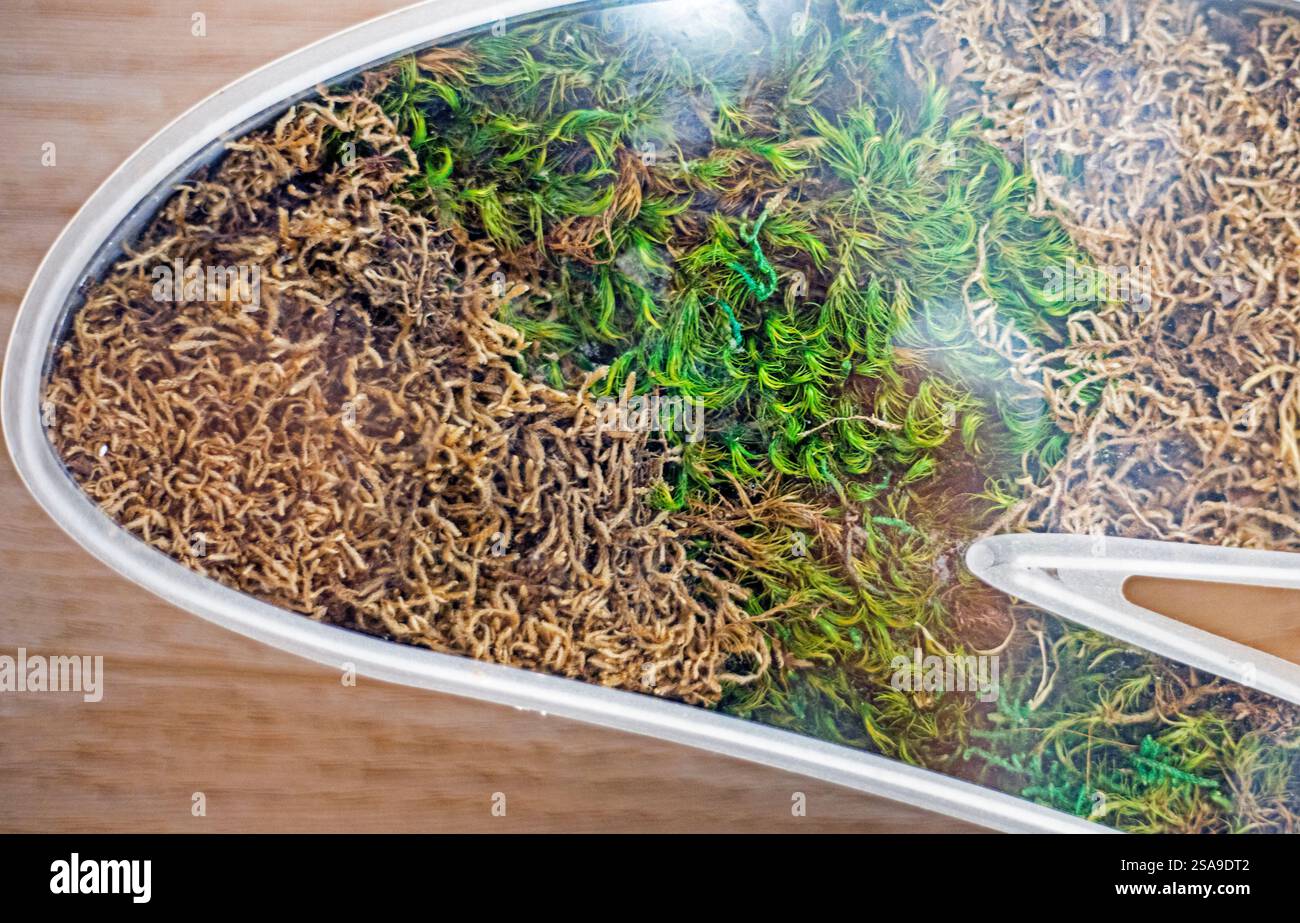 live decorative moss in the interior under glass. Diseases and care of ...