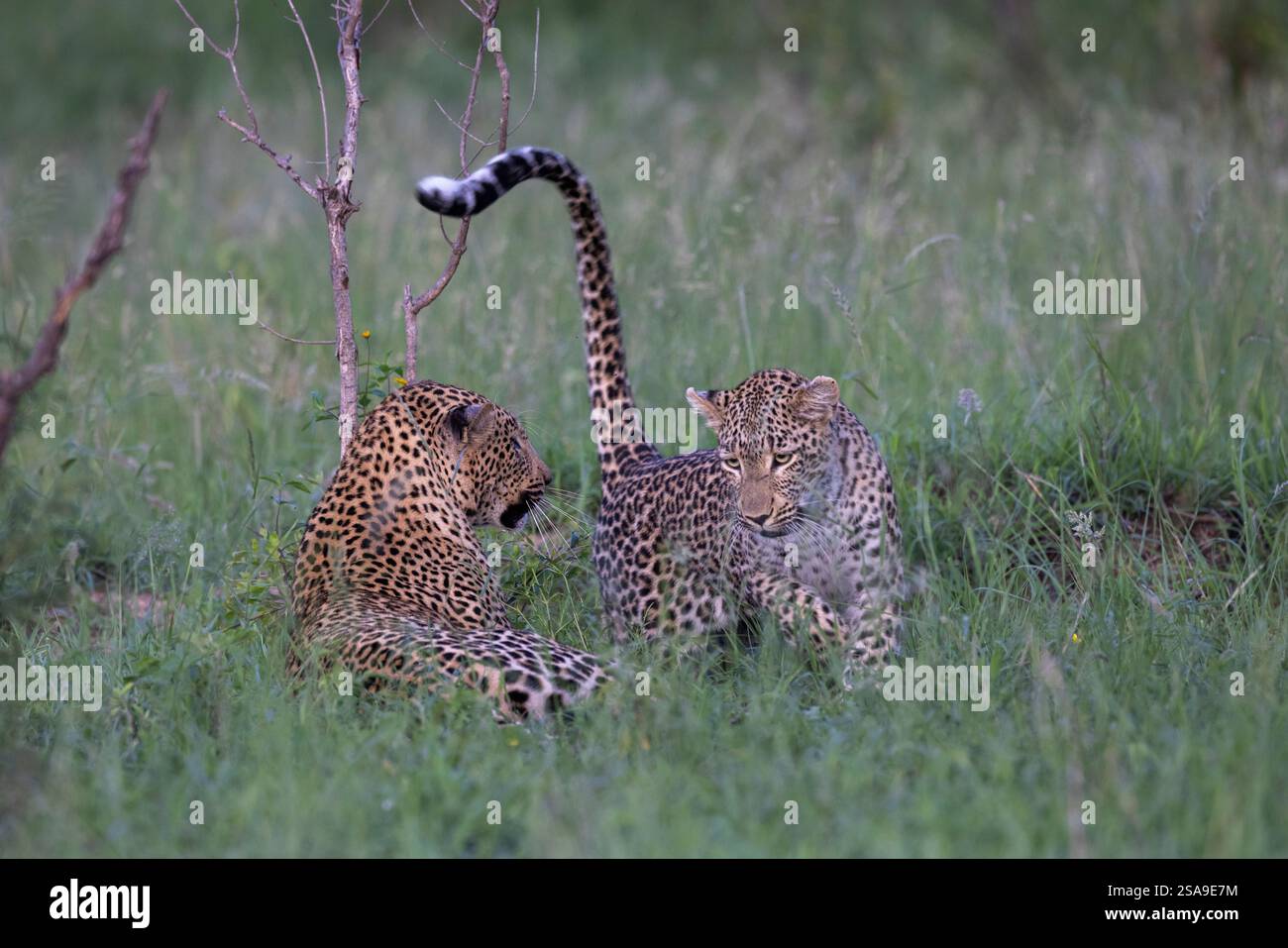 An adult female leopard (Panthera pardus) moving flirtatiously near a ...