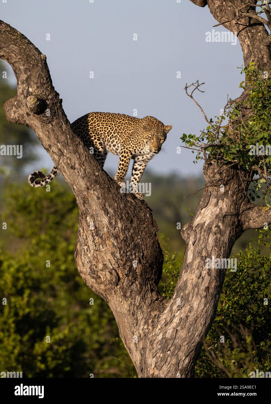 Stock photo of an adult female leopard (Panthera pardus) looking down ...