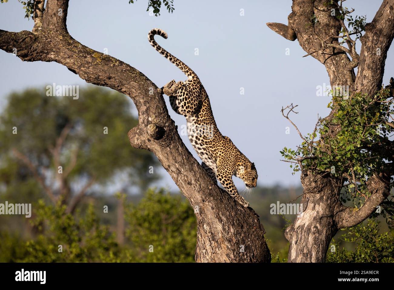 An adult female leopard (Panthera pardus) climbing down a large branch ...