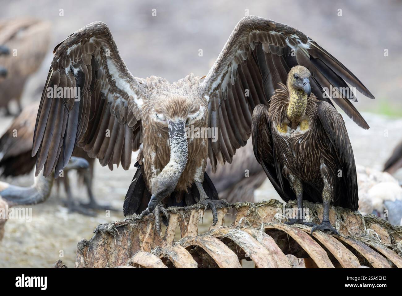 Stock photo of two white-backed vultures sitting on the spine and rib ...