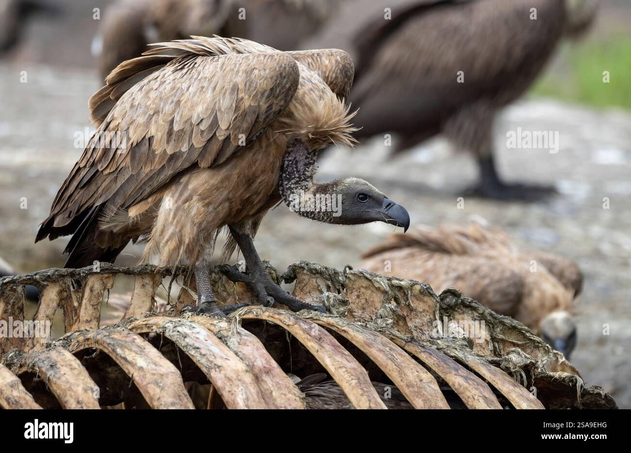 White-backed vulture standing on the remains of a hippoc carcass Stock ...