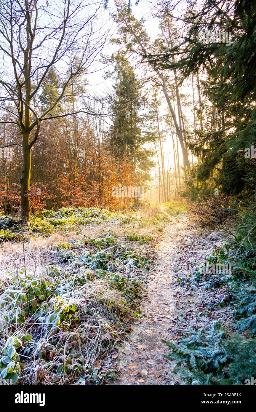 A picturesque forest path bathed in sunlight on a frozen winter day ...