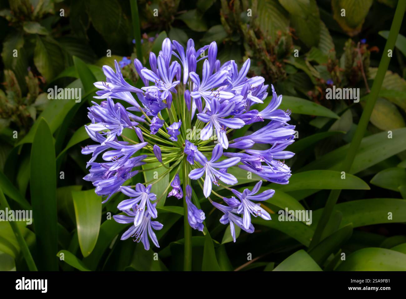 Blue variety of Agapanthus africanus, growing in a flower bed outdoor ...