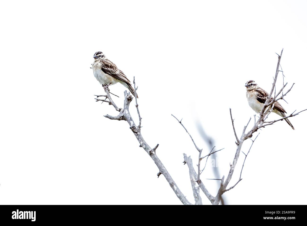 Two Eastern Paradise-Whydah female isolated in white background in ...