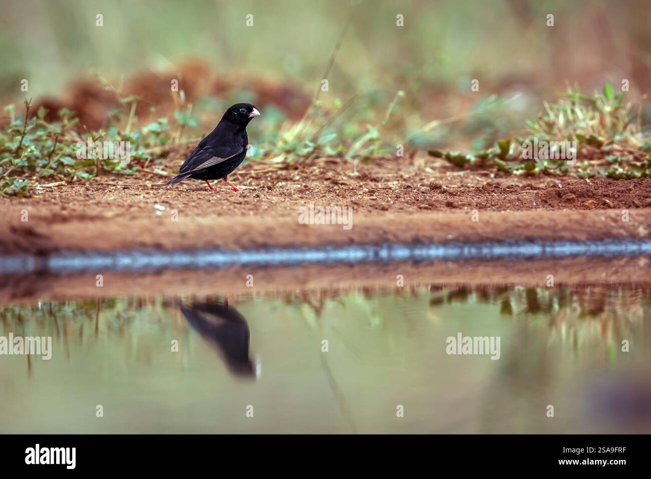 Dusky Indigobird standing along waterhole in Greater Kruger National ...