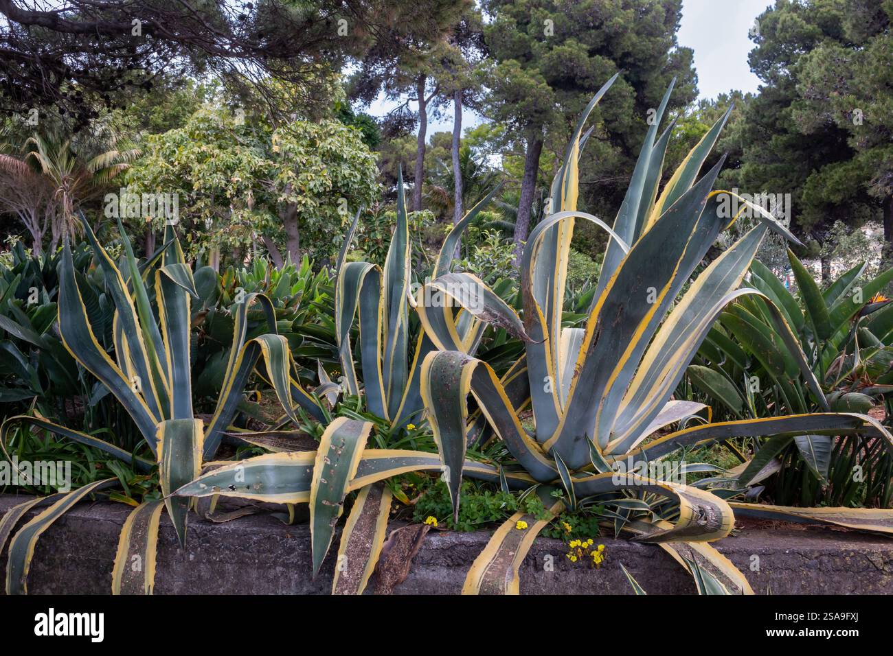 Agave in green-yellow combination of the leaves, growing in a flower ...