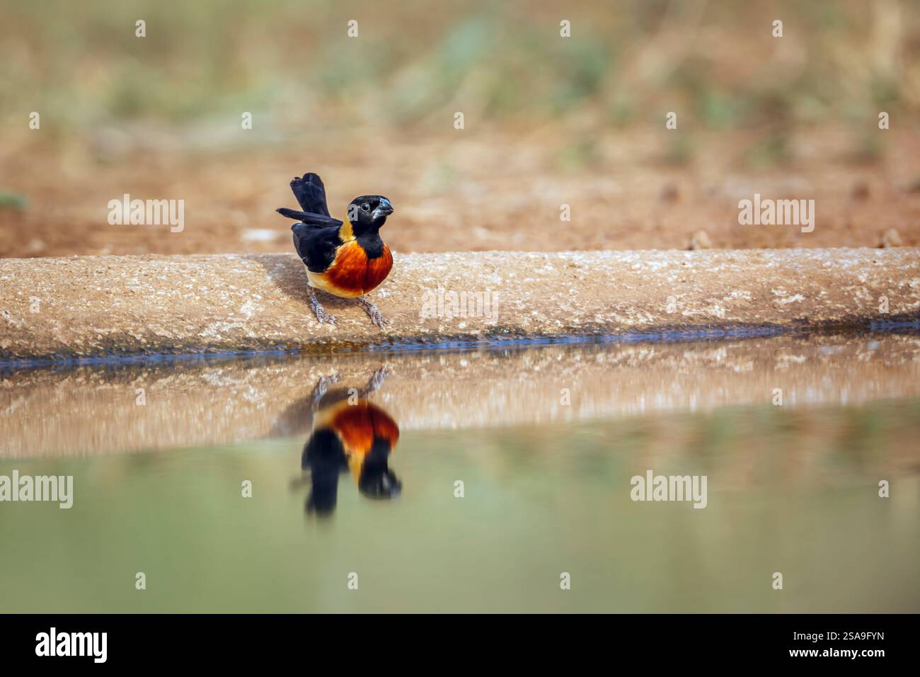 Eastern Paradise-Whydah front view drinking in waterhole in Greater ...