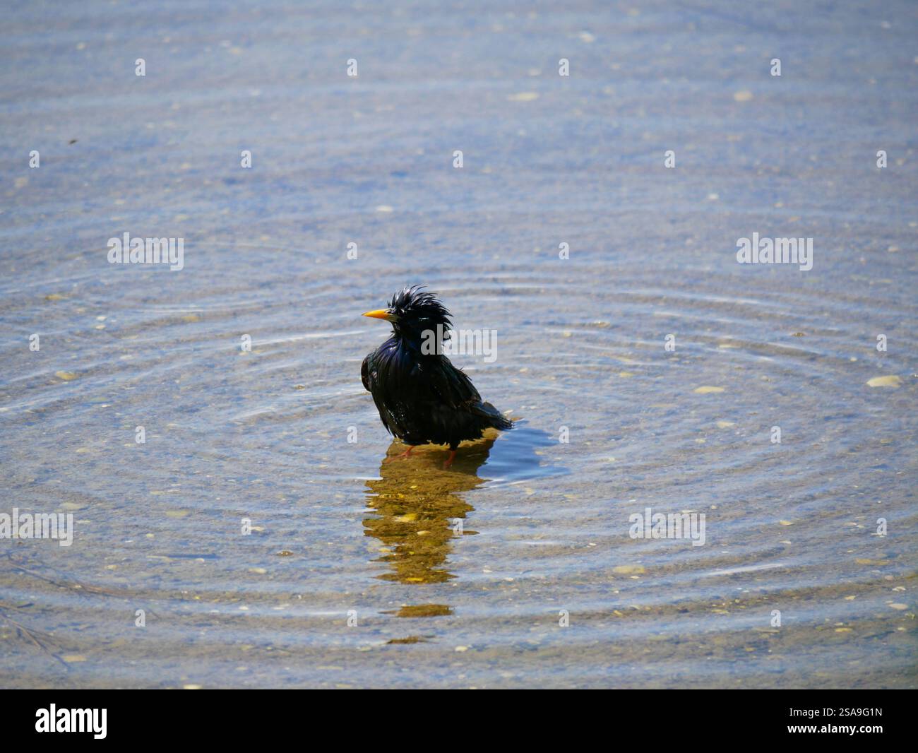A starling takes a thorough bath in cool water, its fluffy, damp ...