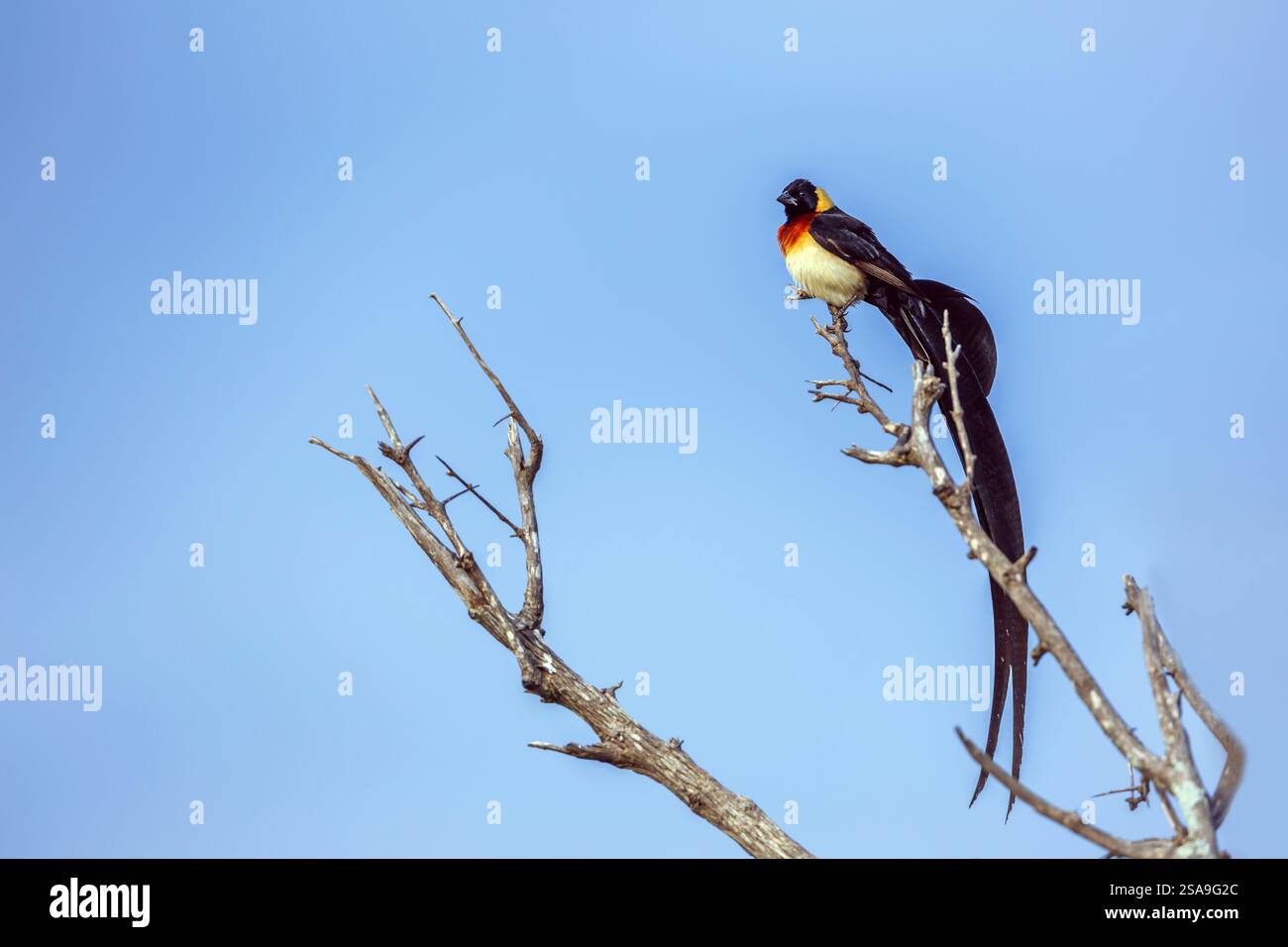 Eastern Paradise-Whydah male isolated in blue sky in Greater Kruger ...