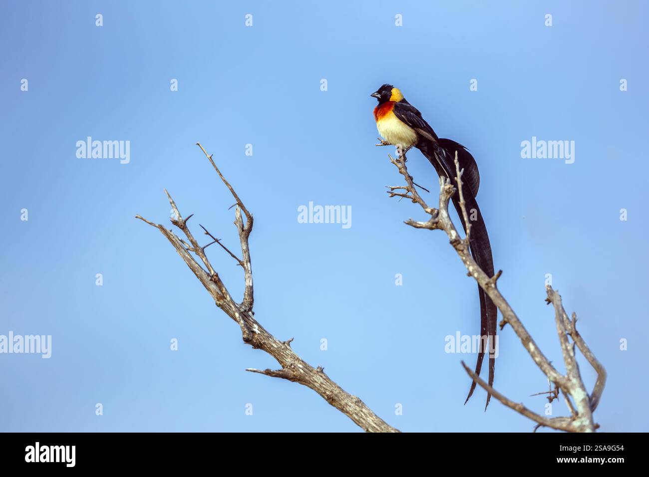 Eastern Paradise-Whydah male isolated in blue sky in Greater Kruger ...