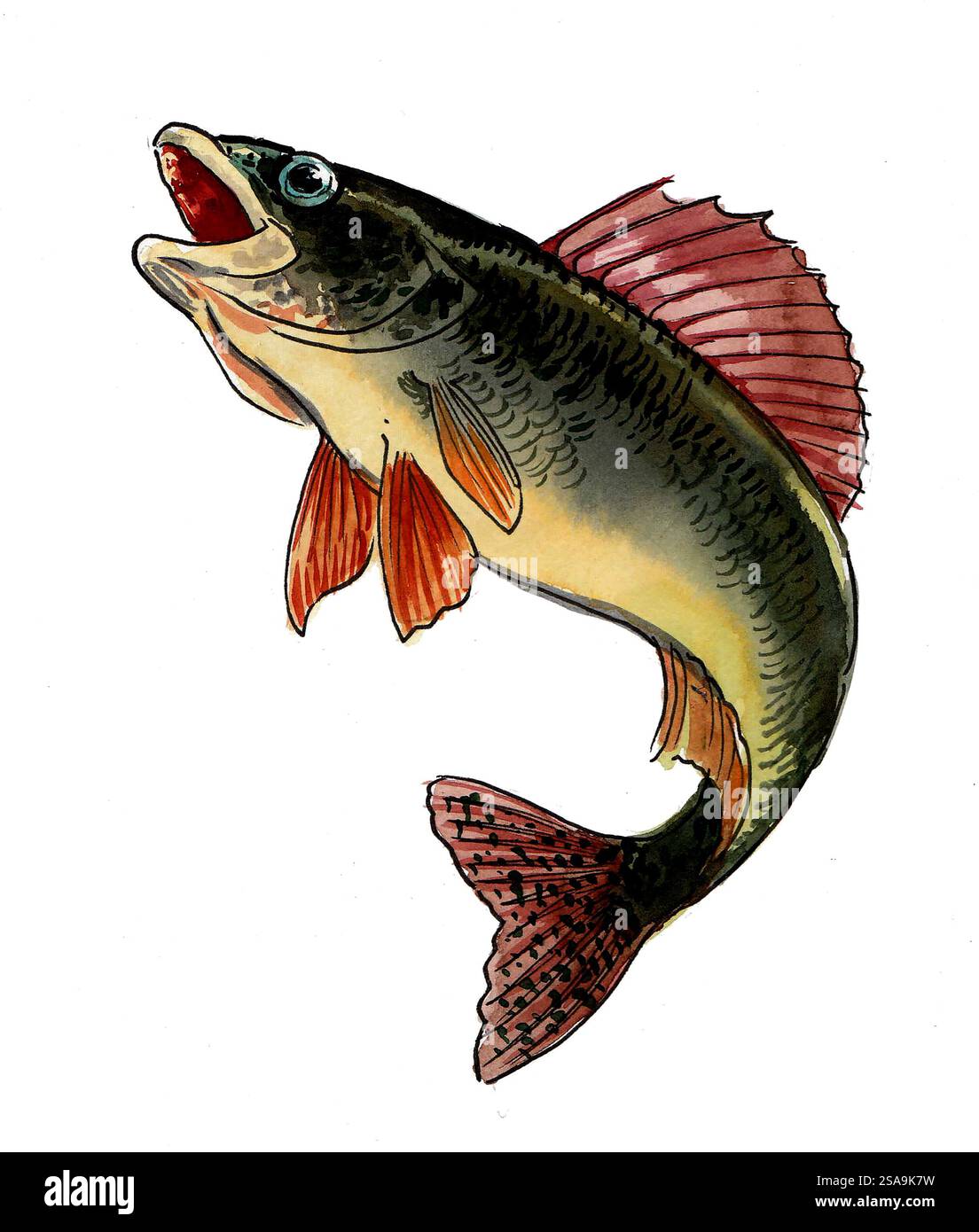 Leaping fish. Hand drawn watercolour illustration Stock Photo - Alamy