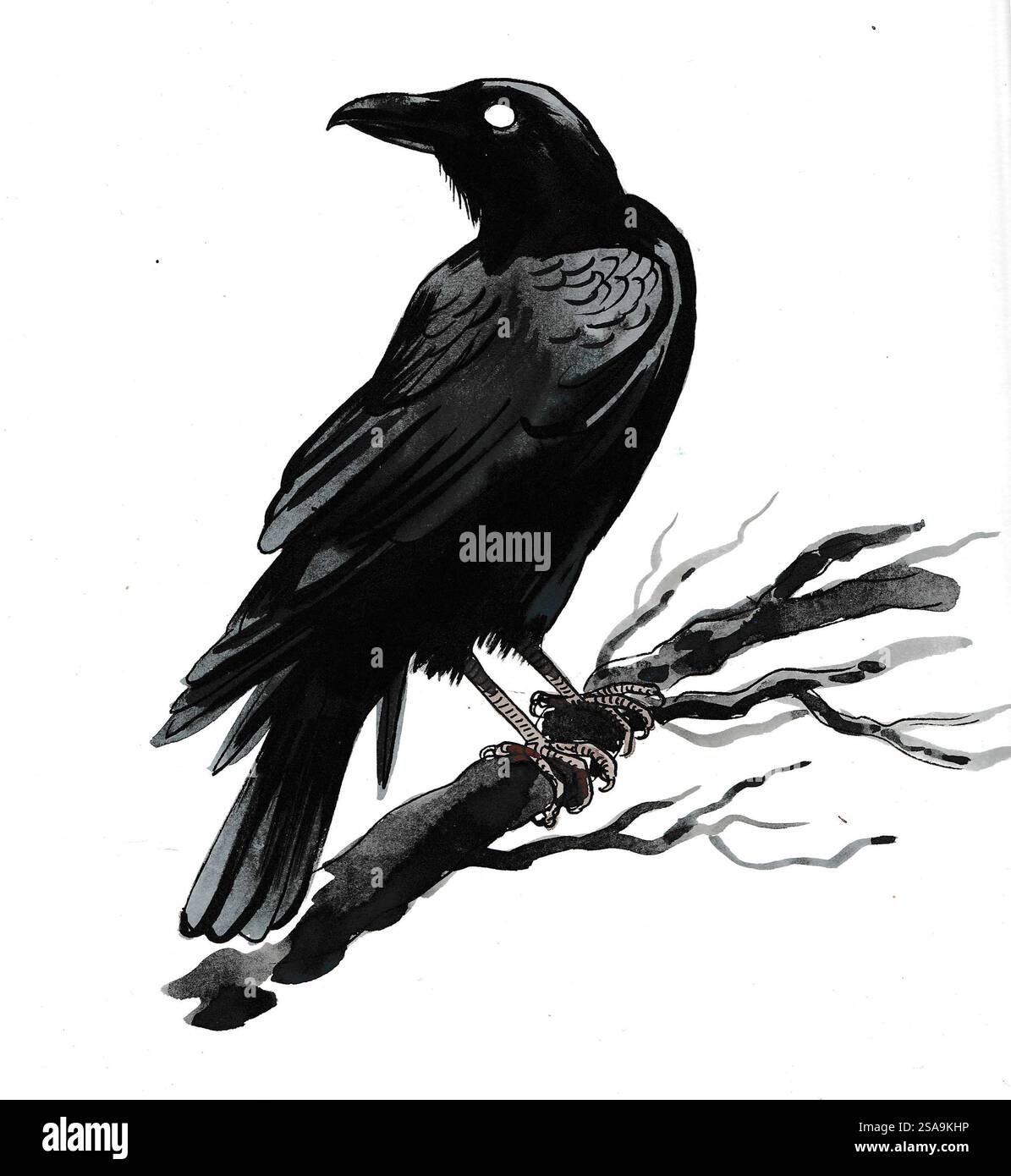 Crow on a tree branch. Hand drawn ink black and white illustration ...