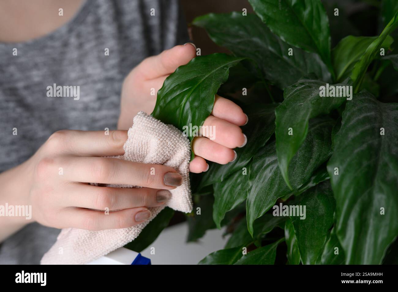 A woman dusts the leaves of a houseplant with a damp soft cloth, close ...