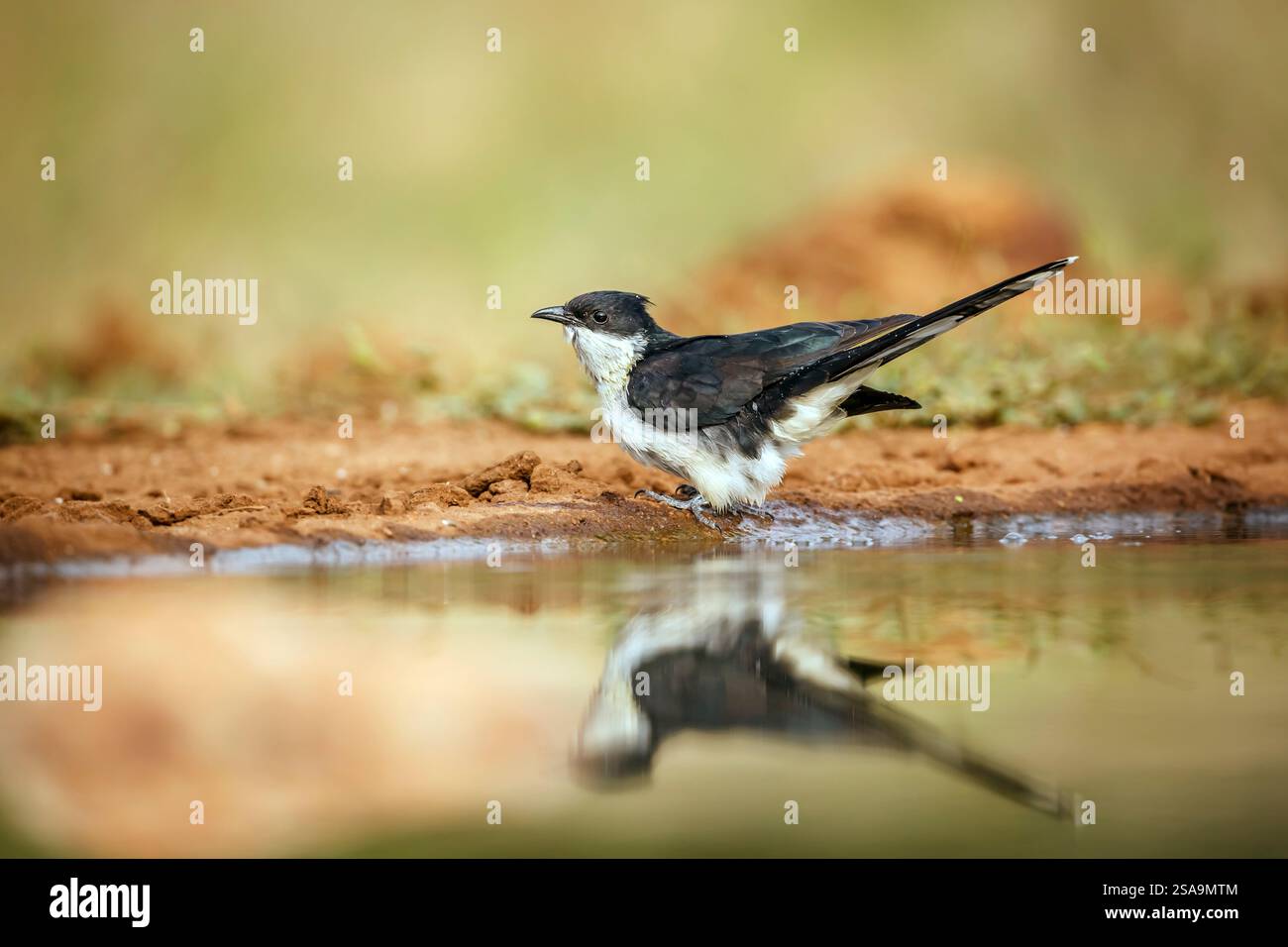 Pied Cuckoo along waterhole with reflection in Greater Kruger National ...