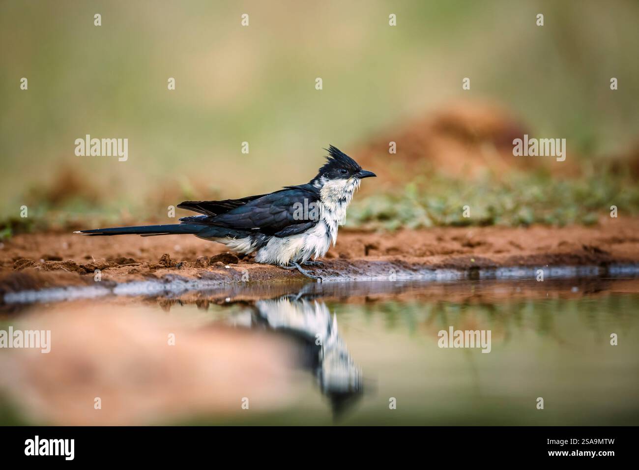 Pied Cuckoo along waterhole with reflection in Greater Kruger National ...