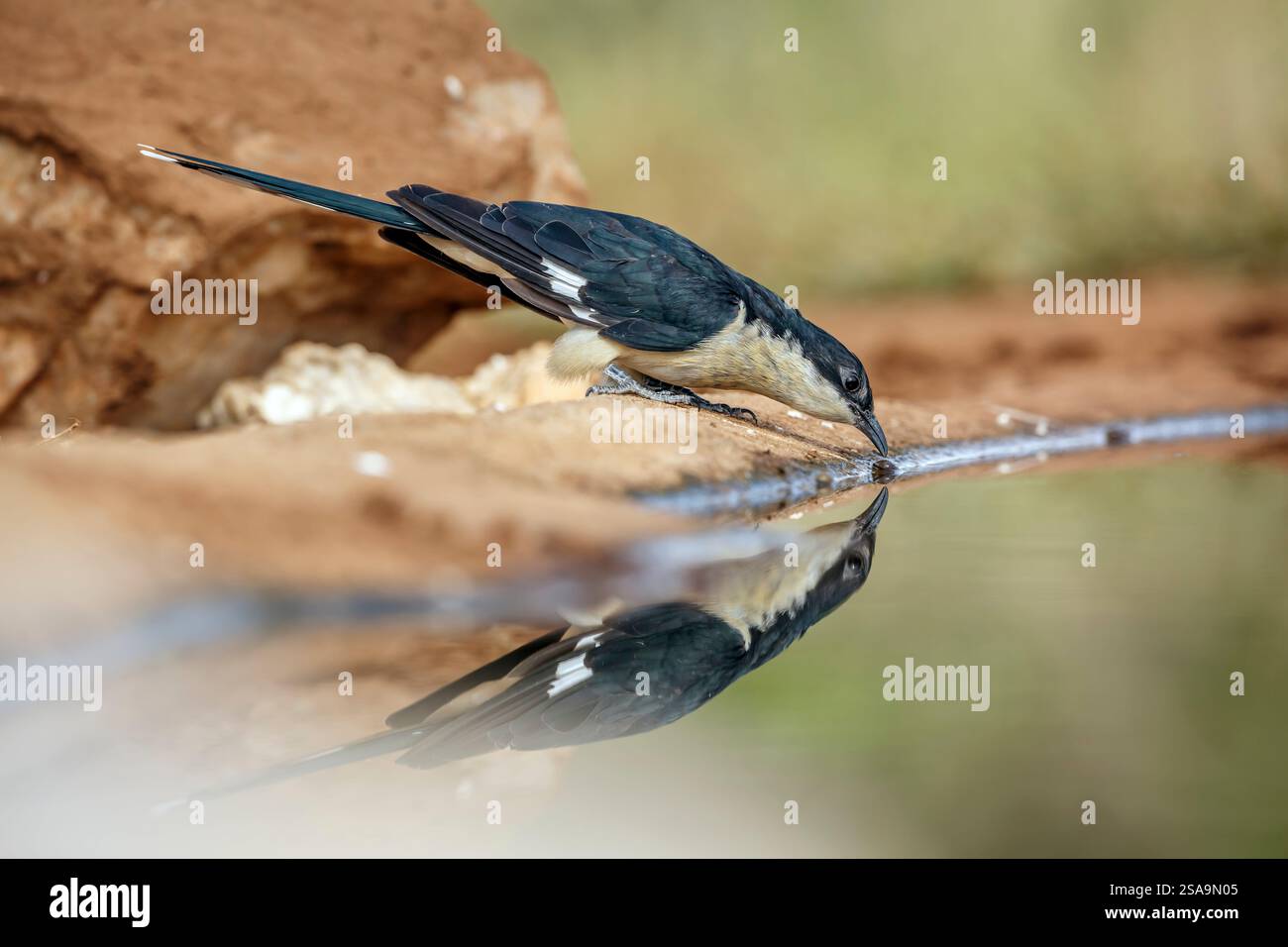 Pied Cuckoo drinking in waterhole with reflection in Greater Kruger ...