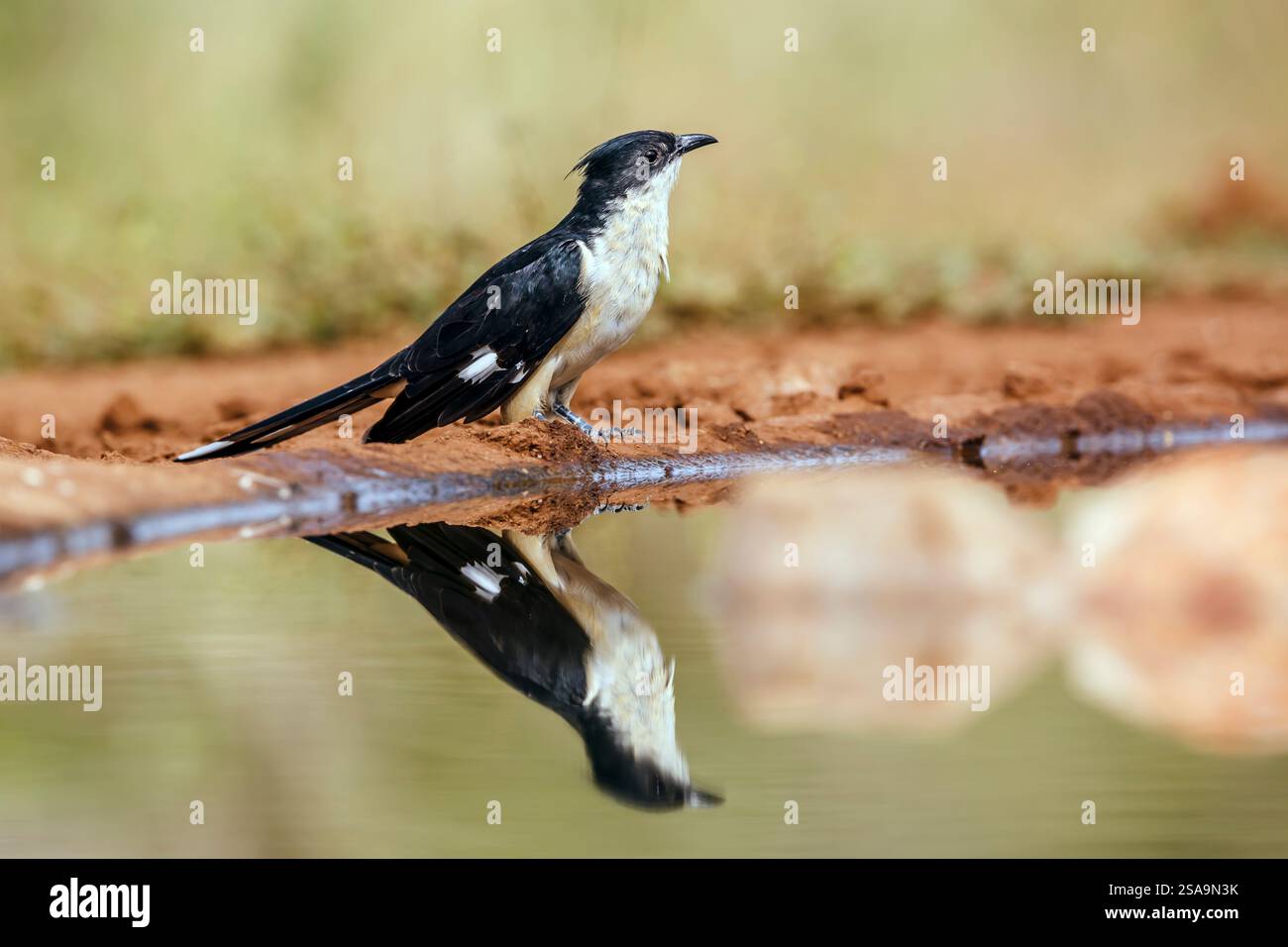 Pied Cuckoo standing along waterhole with reflection in Greater Kruger ...