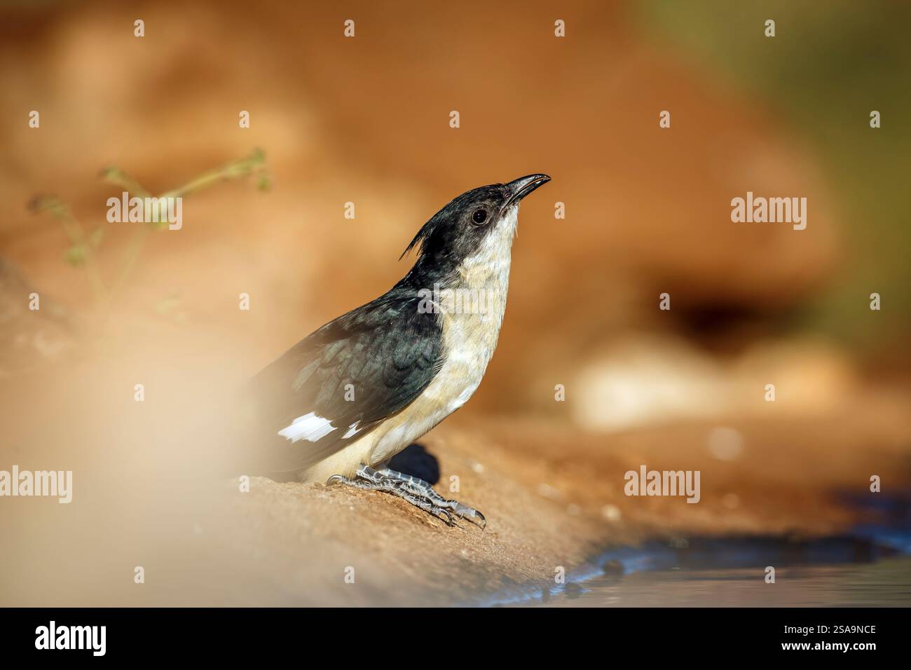 Pied Cuckoo drinking at waterhole with blur foreground in Greater ...