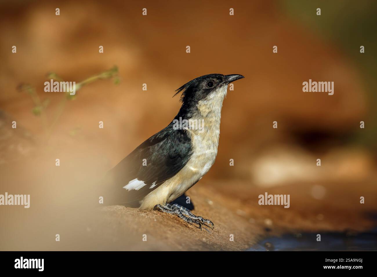 Pied Cuckoo drinking at waterhole with blur foreground in Greater ...