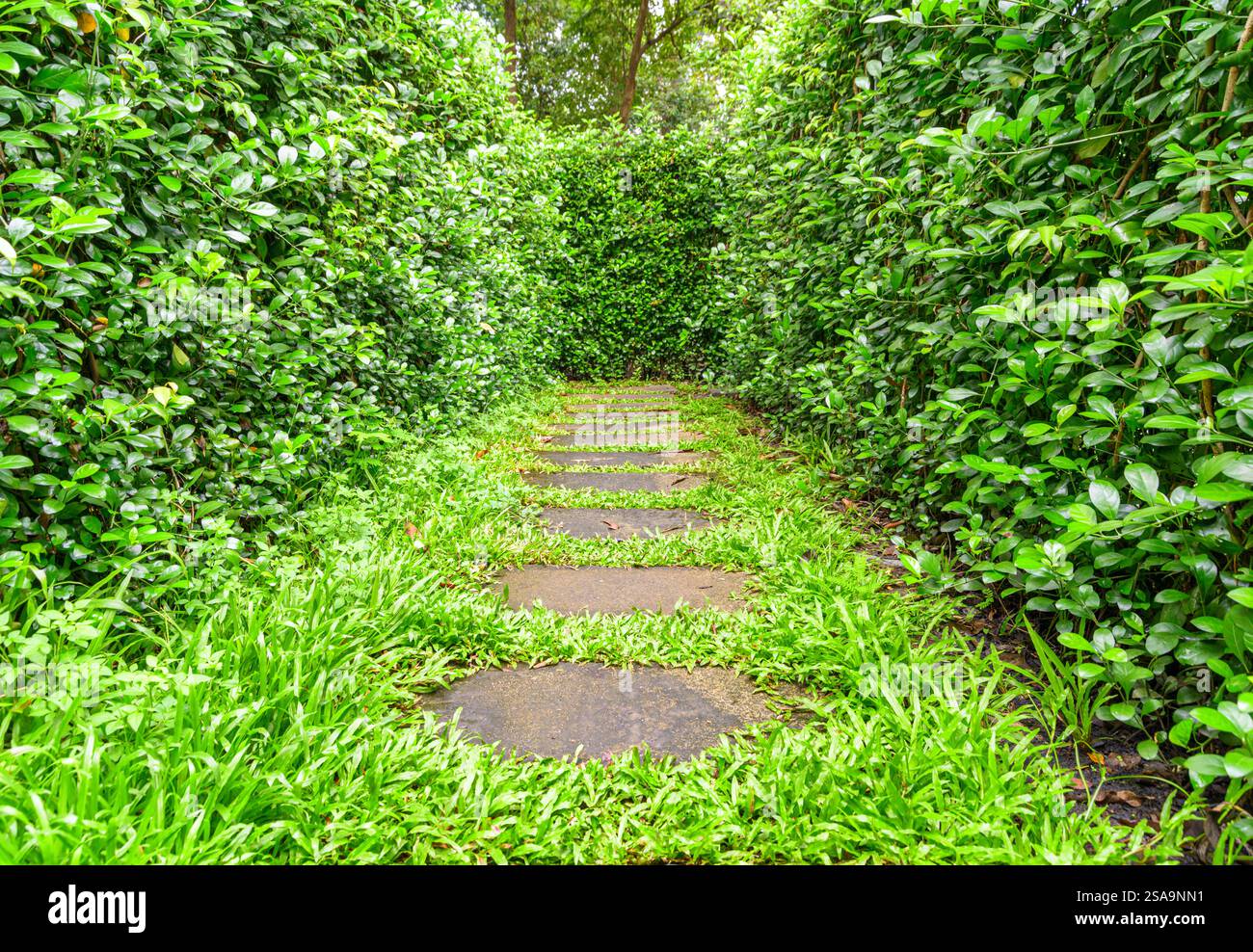 Pathway through hedge maze. Inside view of garden labyrinth Stock Photo ...