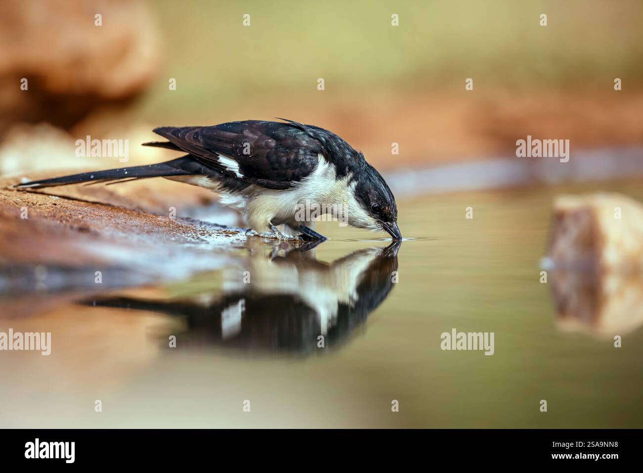 Pied Cuckoo drinking in waterhole with reflection in Greater Kruger ...