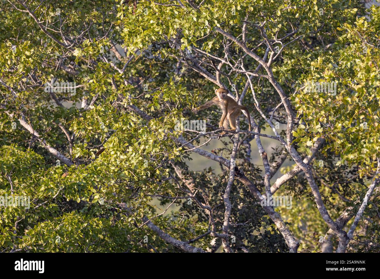 Brachystegia tree hi-res stock photography and images - Alamy