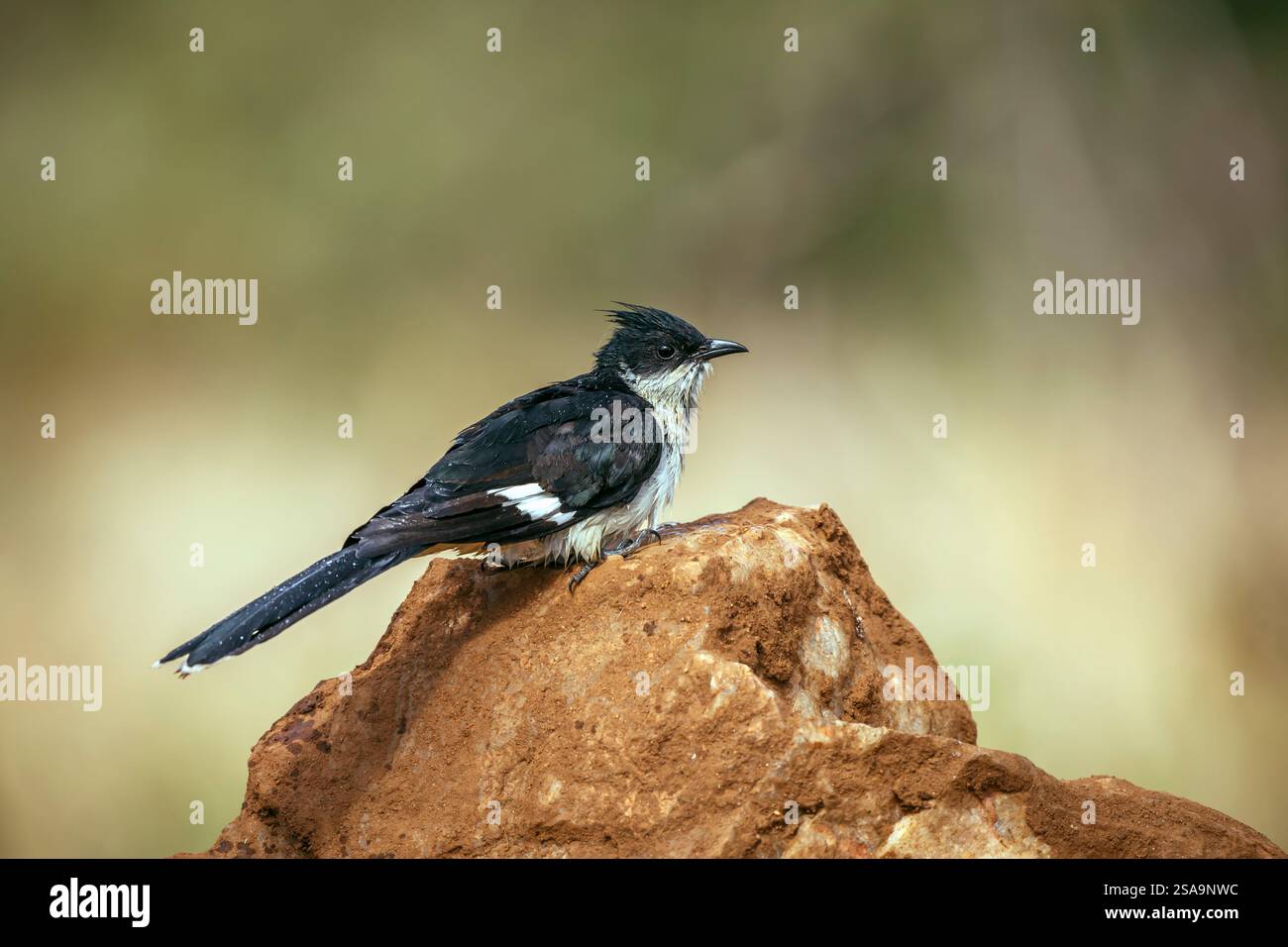 Pied Cuckoo standing on a rock after bath in Greater Kruger National ...