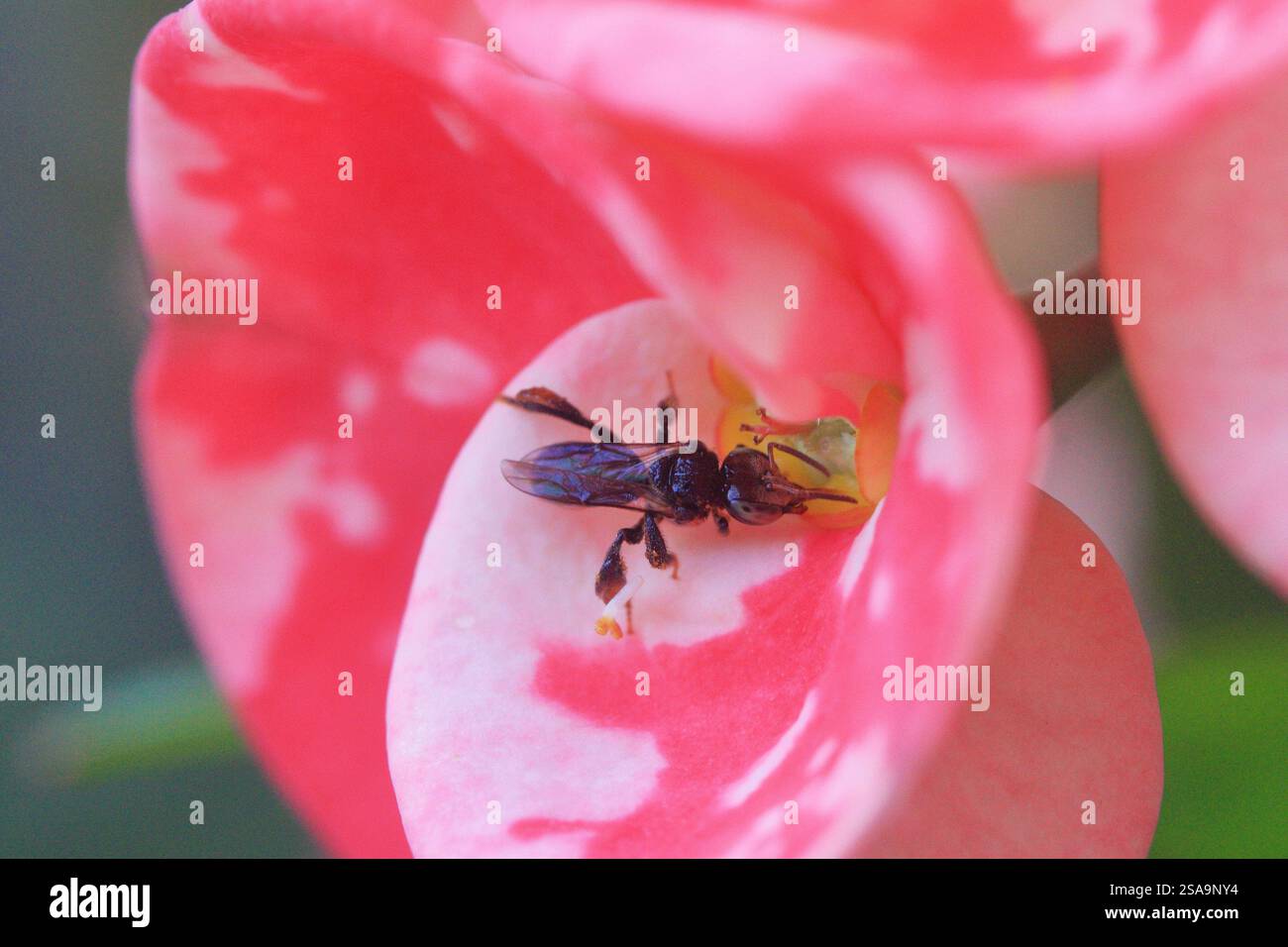 a bee getting nectar from a flower Stock Photo - Alamy