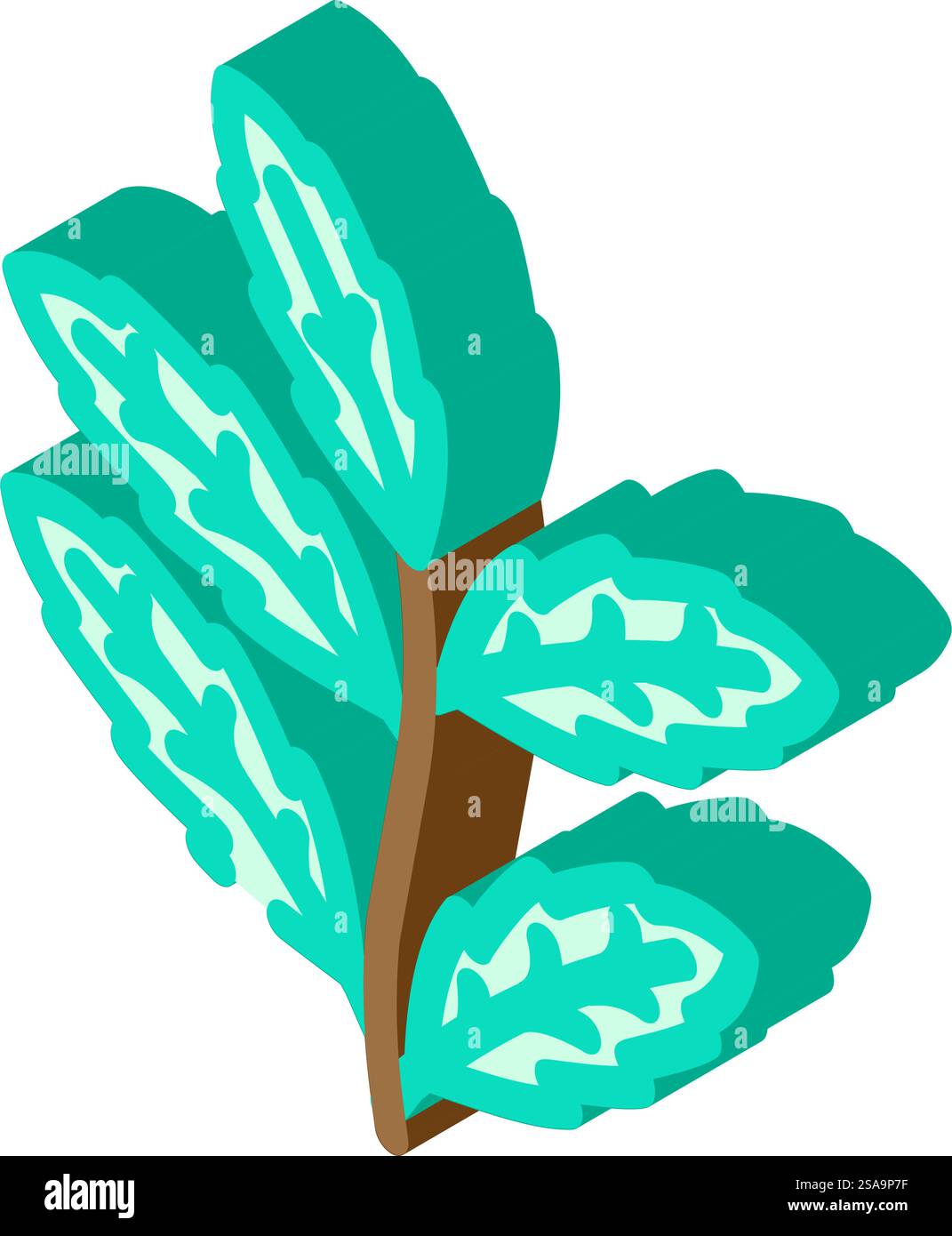 neem leaves ayurvedic herb isometric icon vector. neem leaves ayurvedic ...