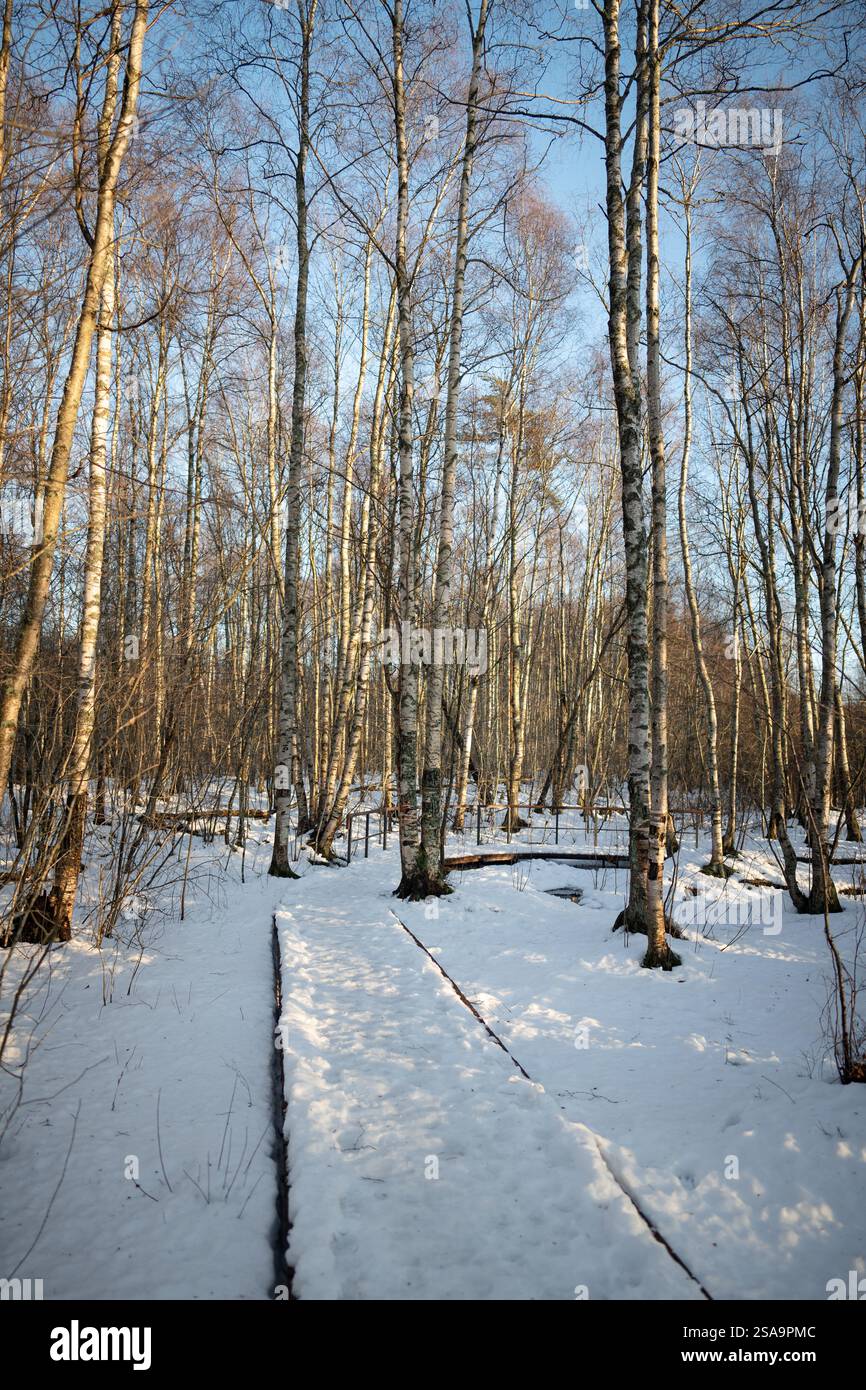 Walk on snow-covered ecological trail in sunny birch forest in early ...