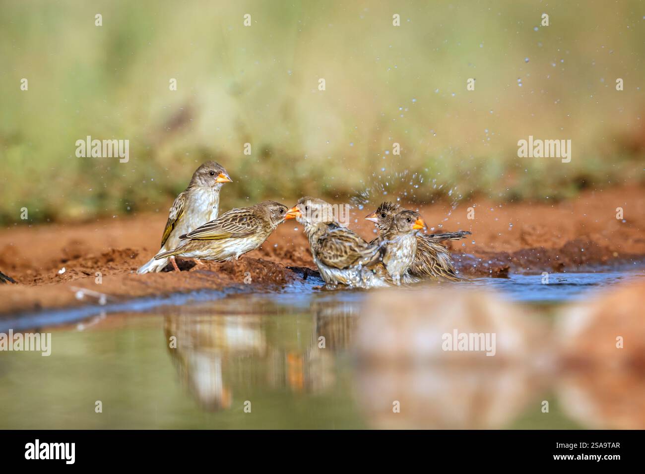 Flock of Red-billed Quelea bathing in waterhole in Greater Kruger National park, South Africa ...